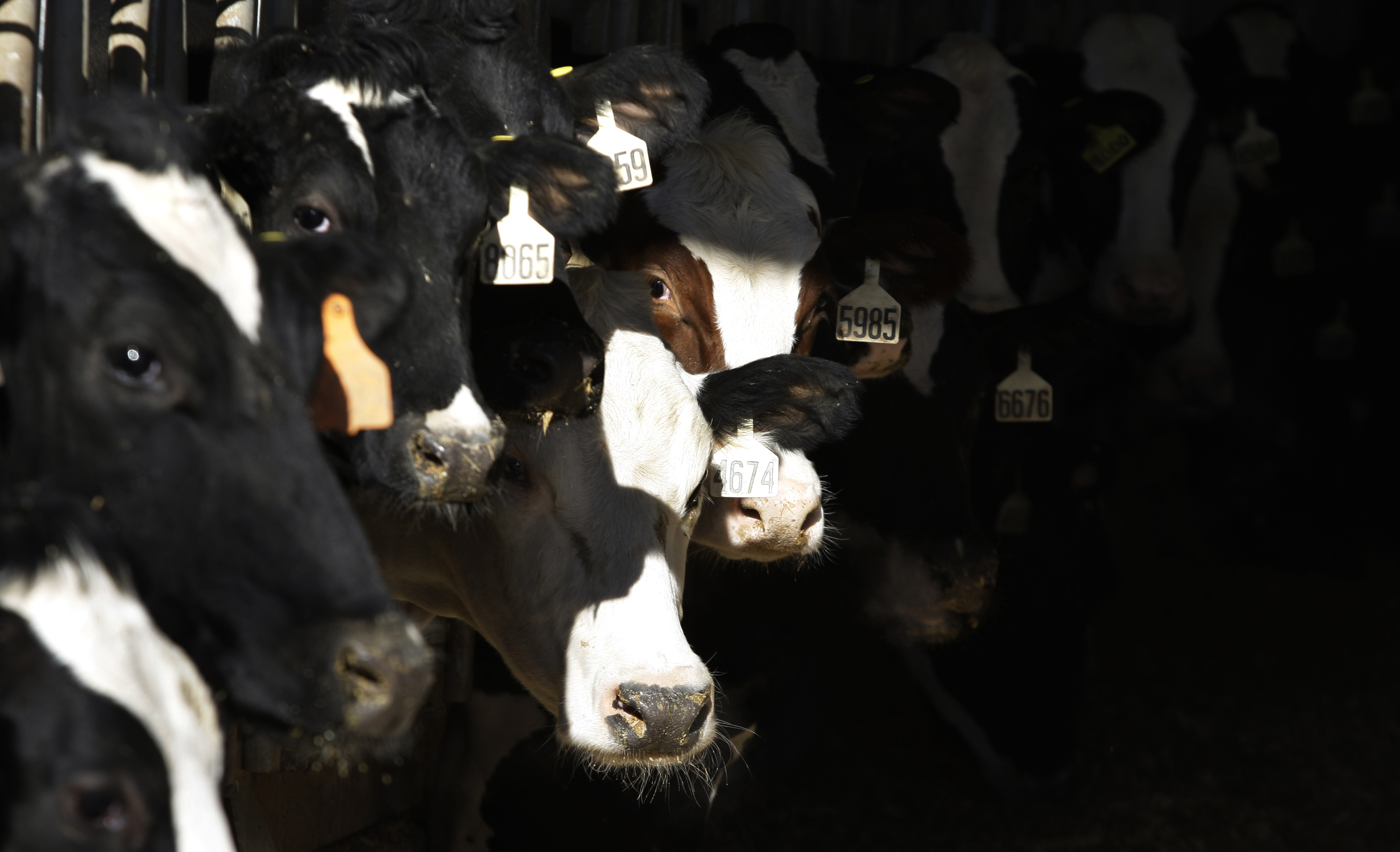 New mad-cow rule poses health dangers of its own | News, Sports, Jobs ...
